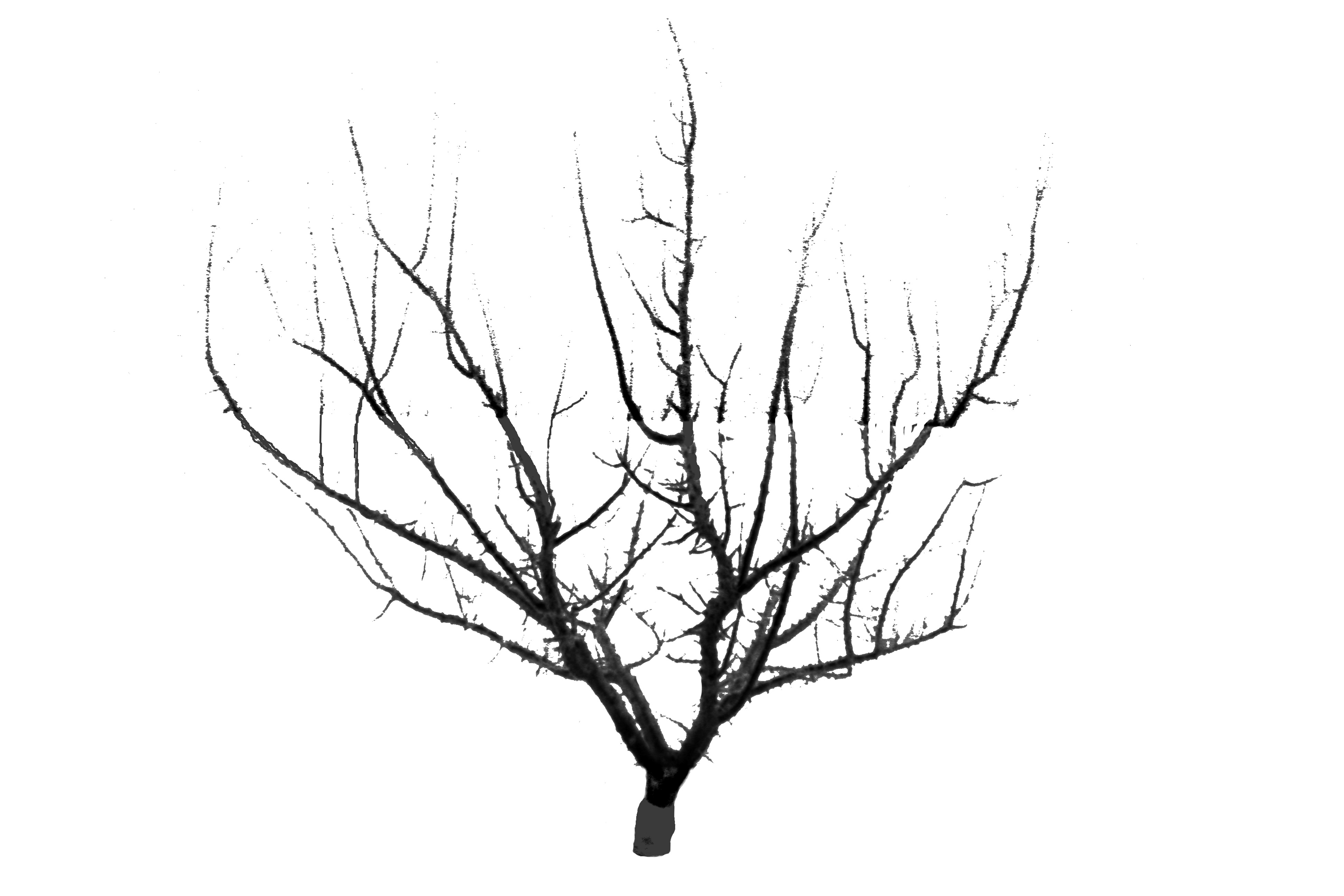 Variétés - LADY COT (cov) - Fiches variétales de l'abricot